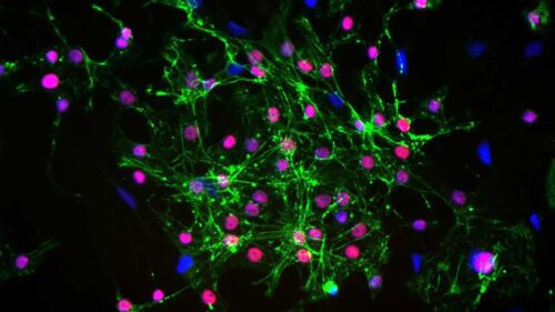 Stem Cells - ISS National Lab