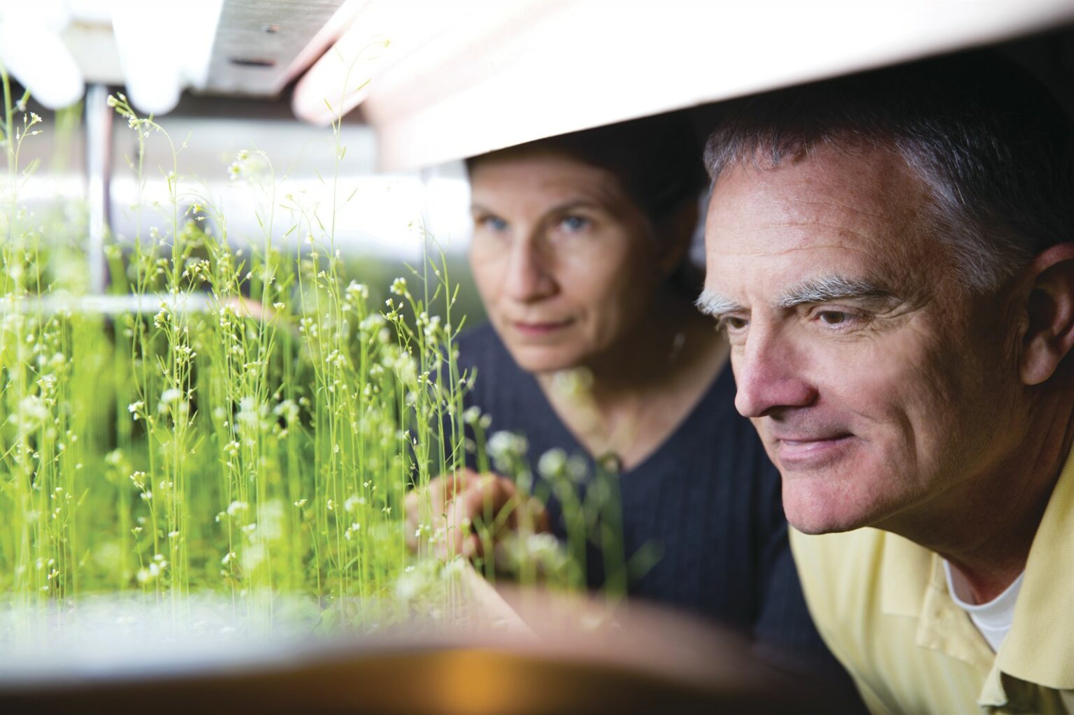 Studying Plants in Space: Root Growth and Gravity