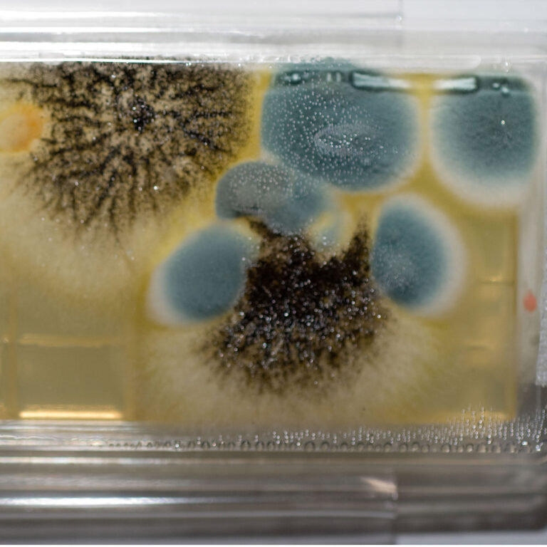 Genes in Space 3: First In-Space Microbe Identification