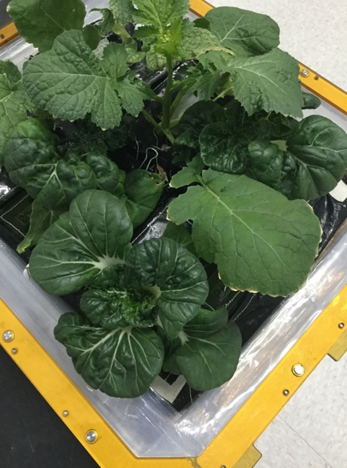 The Fairchild Challenge Lets Students Choose Plants in Space