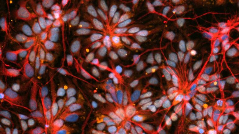 Stem Cells - ISS National Lab