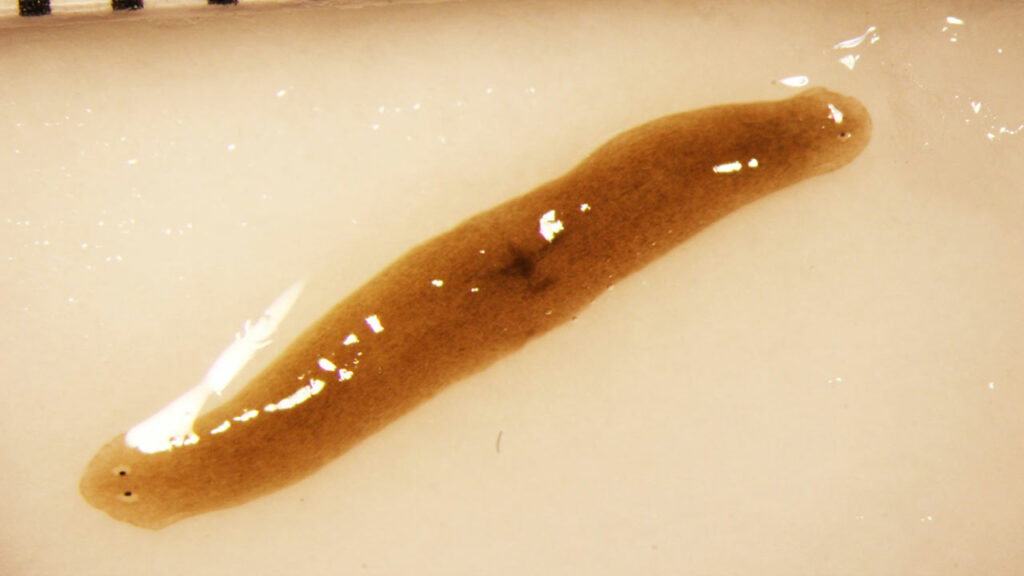 Space Worms: Unexpected Pioneers in Space Research