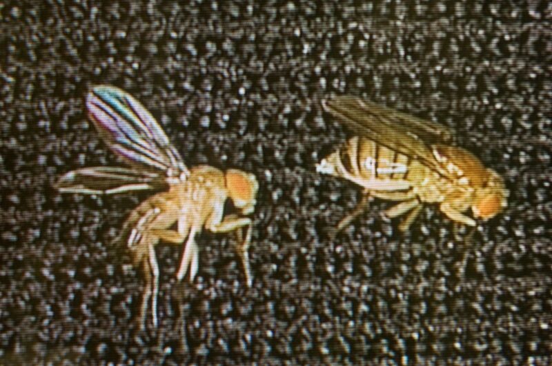 Fruit Fly Lab - ISS National Lab